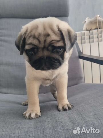 Щенки мопса