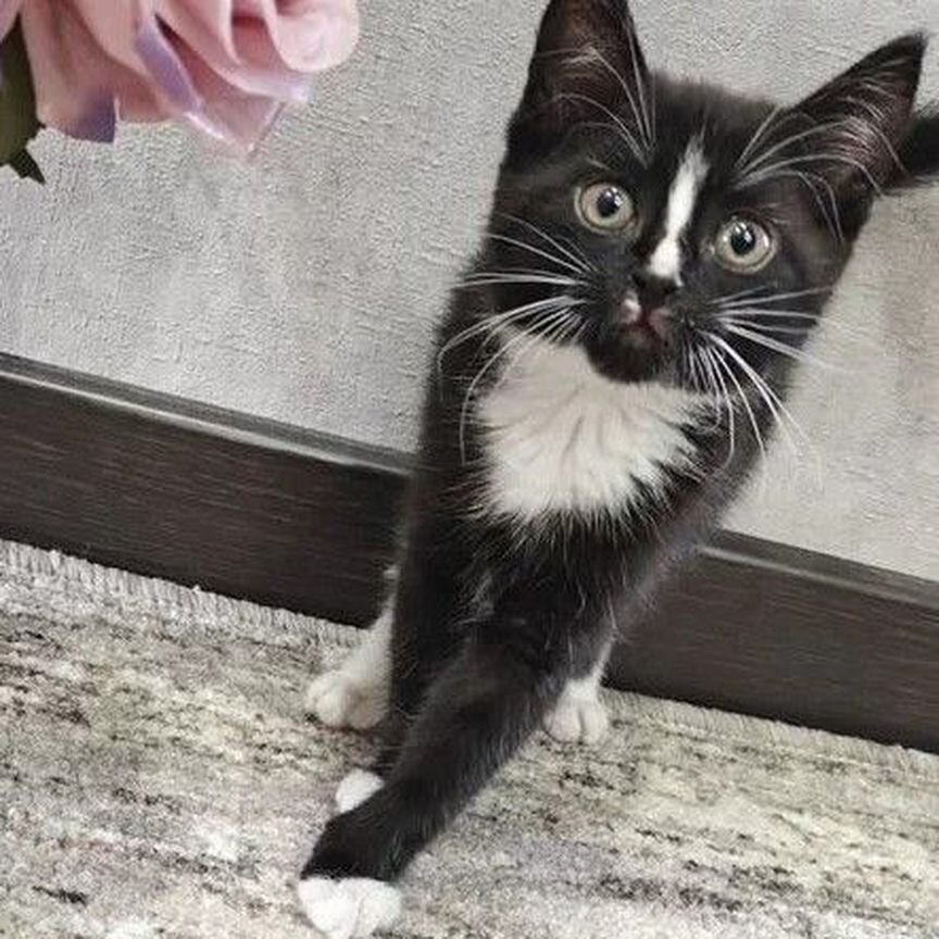 Котёнок в добрые руки