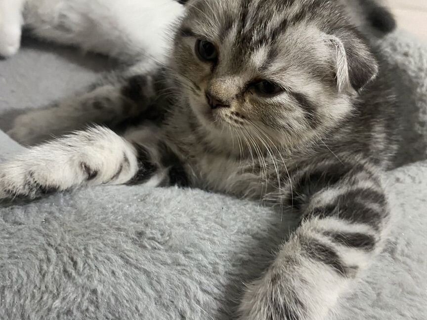 Шотландская вислоухая