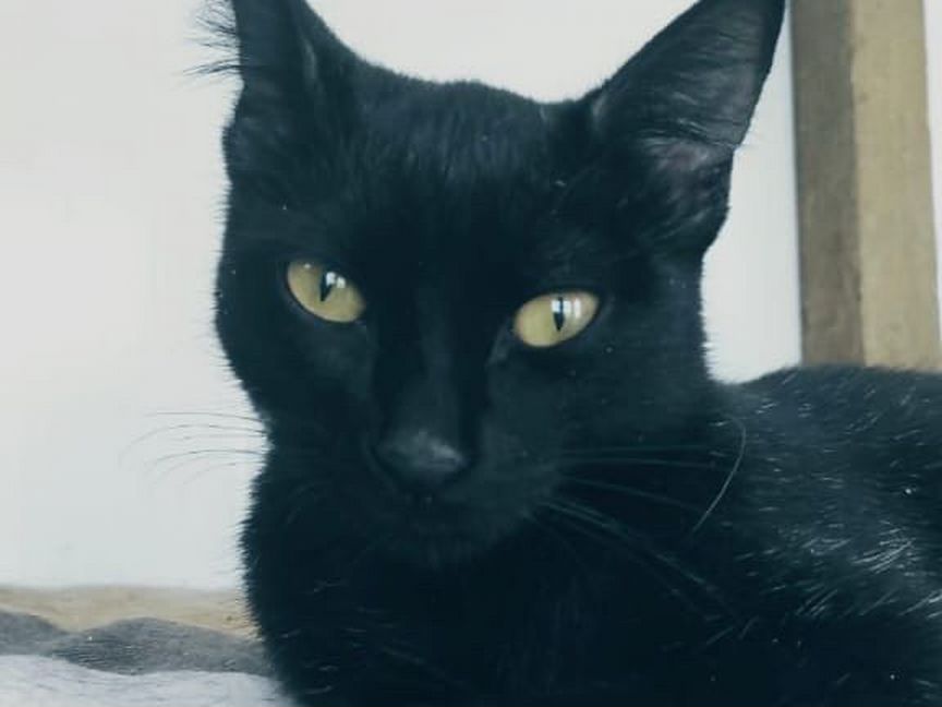 Черная кошка на удачу