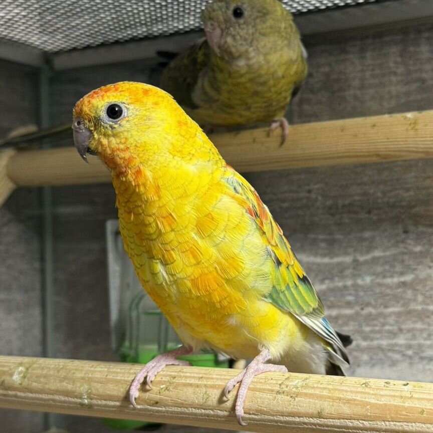 Попугаи и птицы