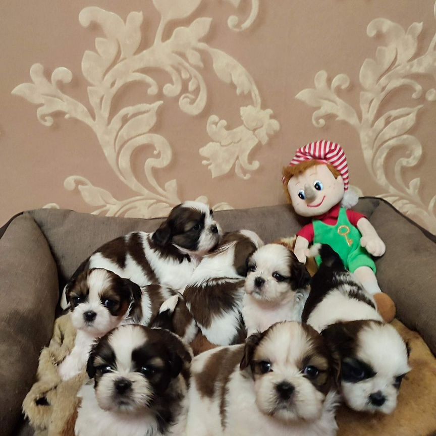 Щенки ши-тцу