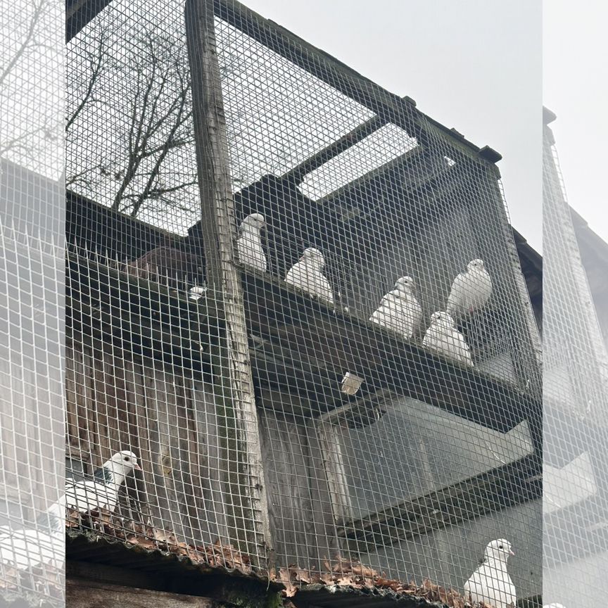 Продажа голубей