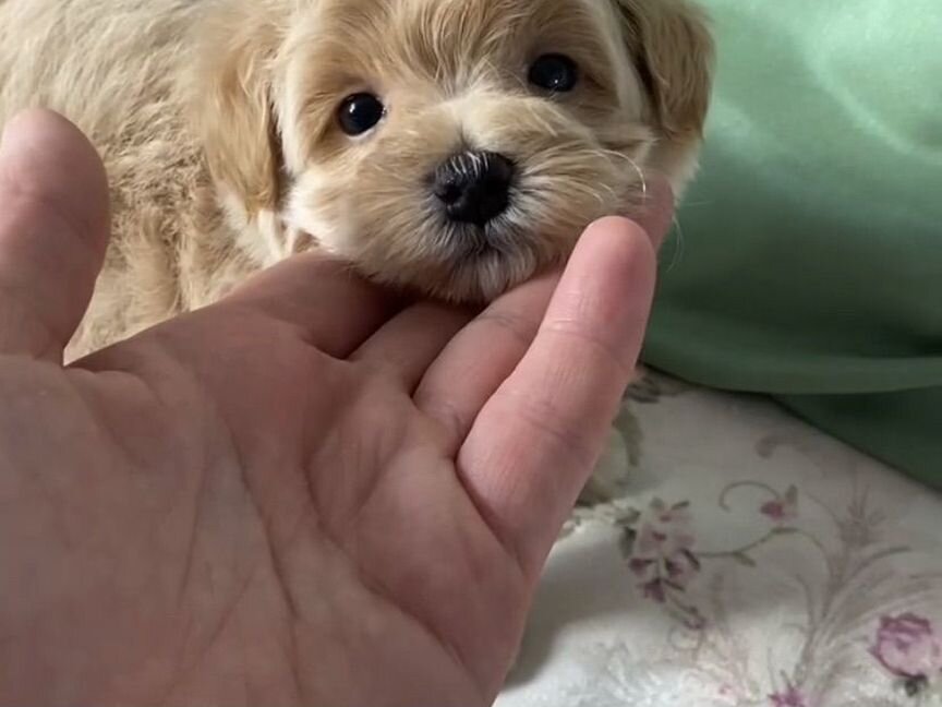 Мальтипу f 1 super мини