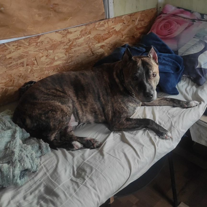 Американский стаффордширский терьер, взрослый пёс