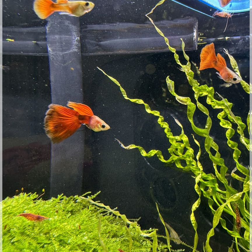 Гуппи молодые самцы