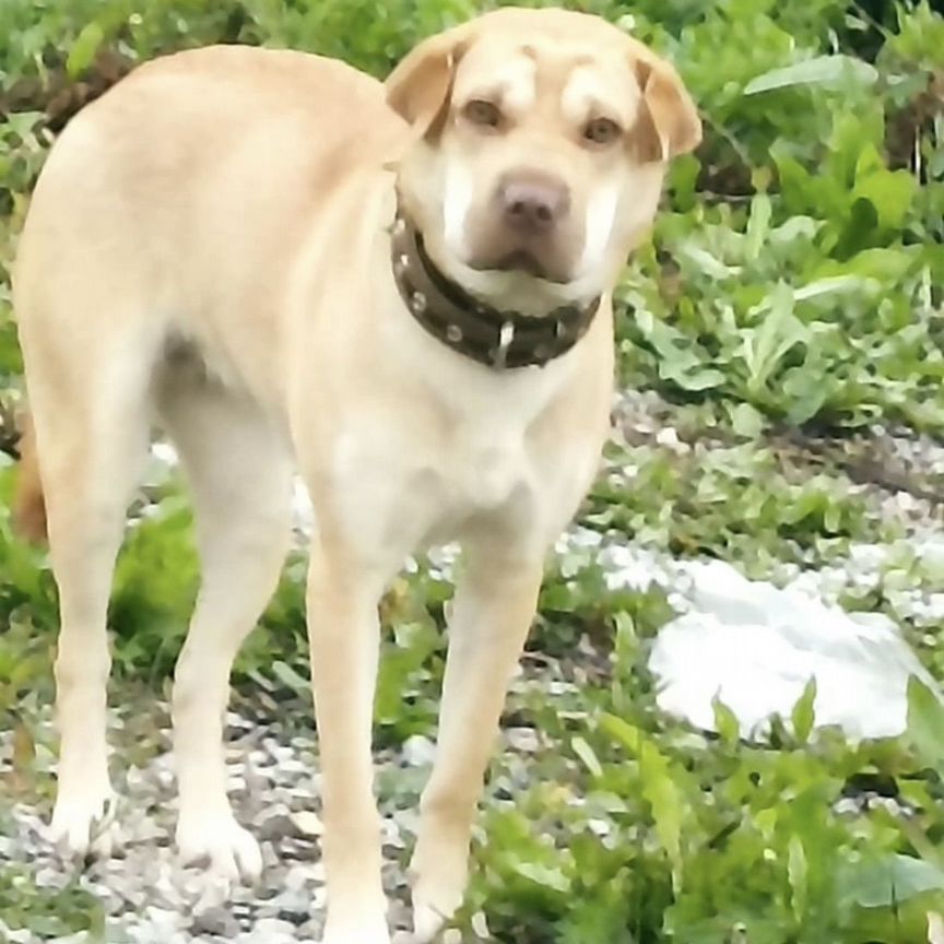 Собака в добрые руки 10мес