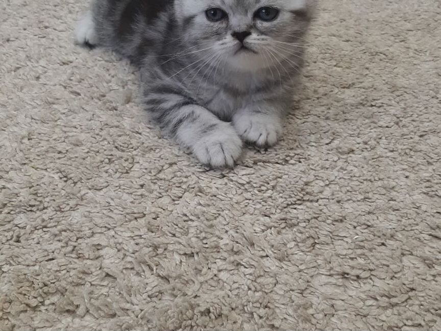 Британские котята