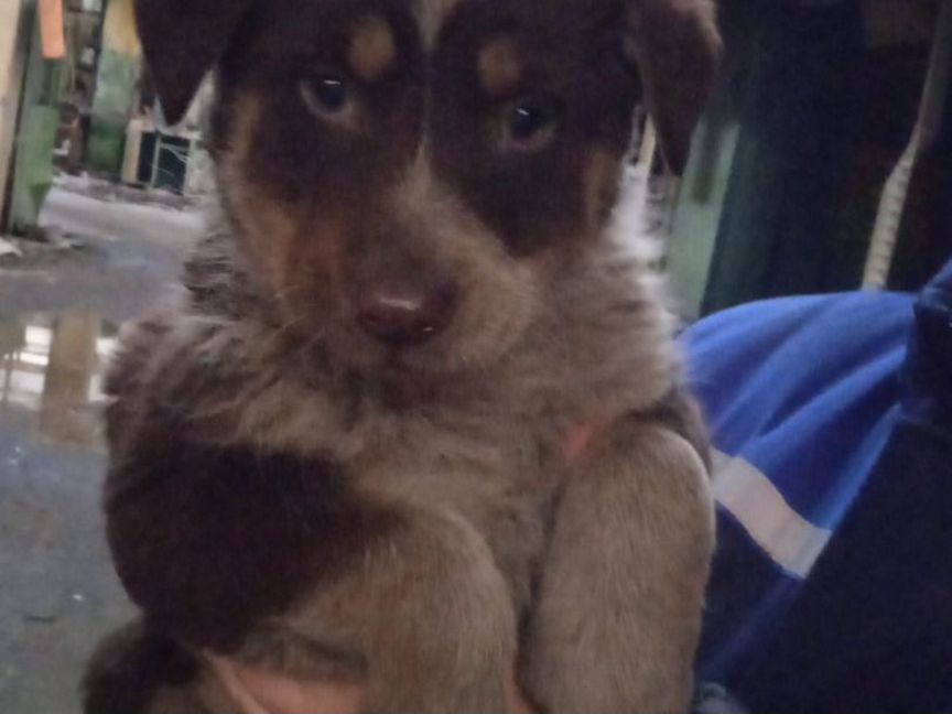 Собака в добрые руки отдам бесплатно