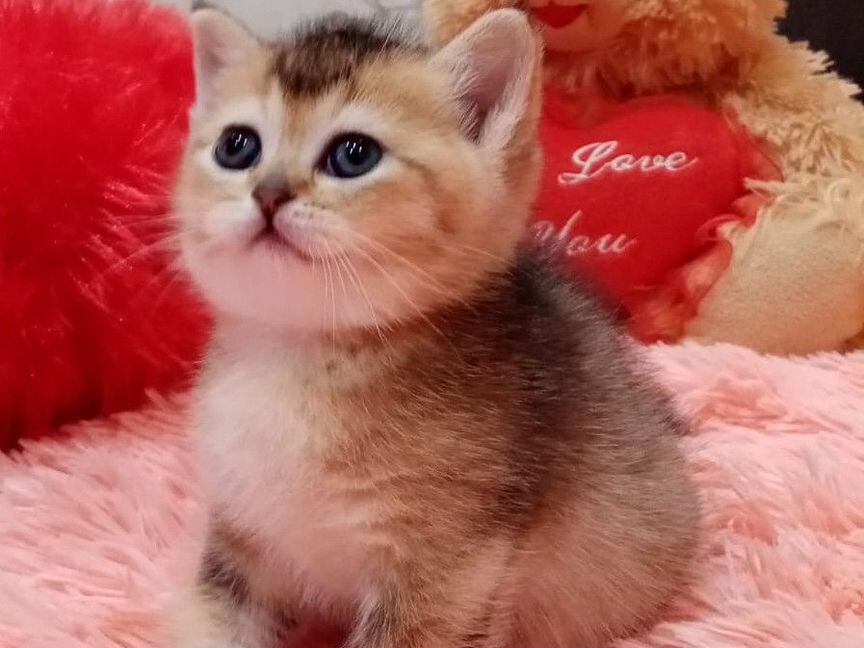 Шотландские золотые милашки