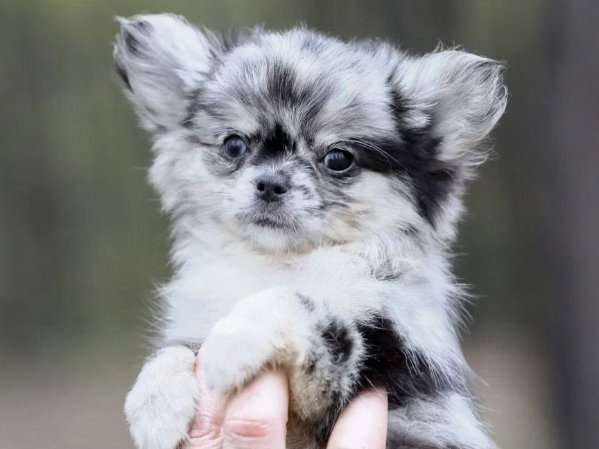 Чихуахуа Девочка мерле Окрас Бомба