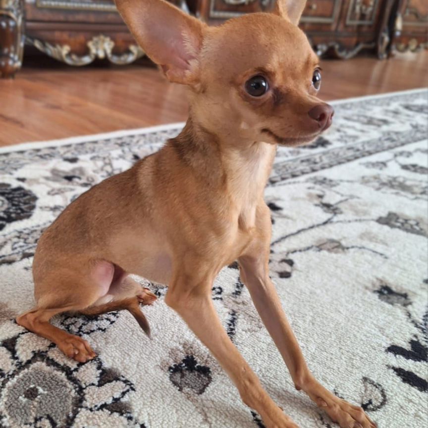 Мини той-терьер