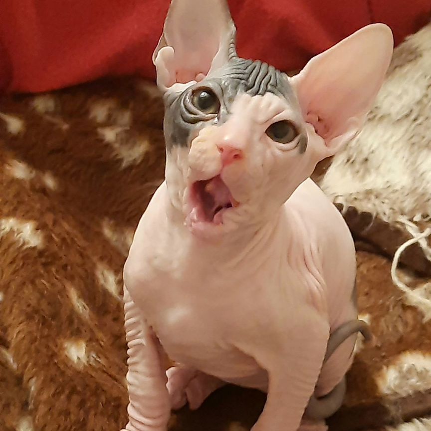 Донской сфинкс котята