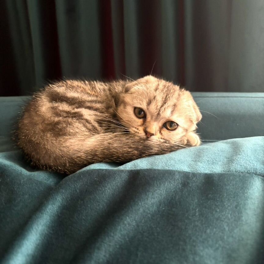 Шотландская вислоухая кошка