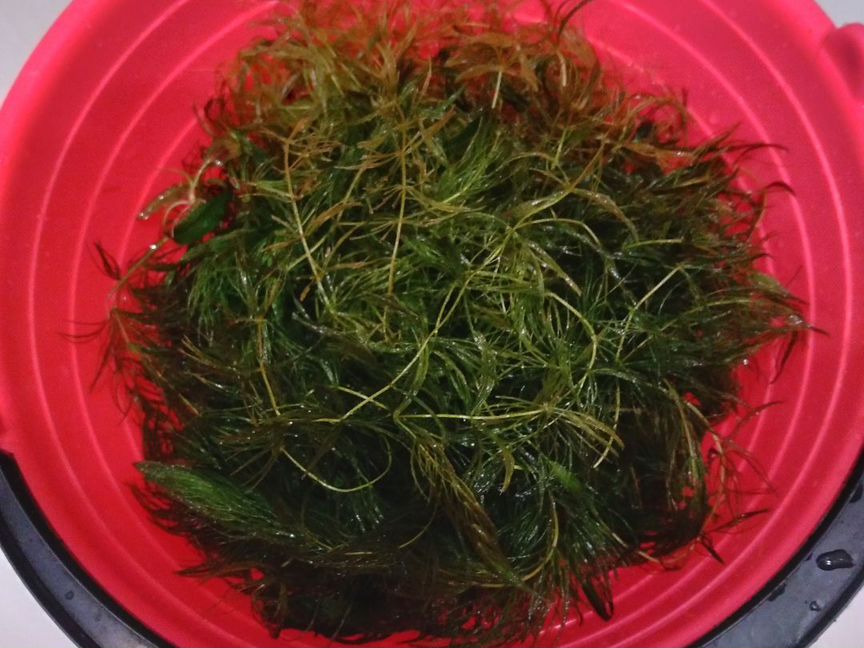 Аквариумное растение