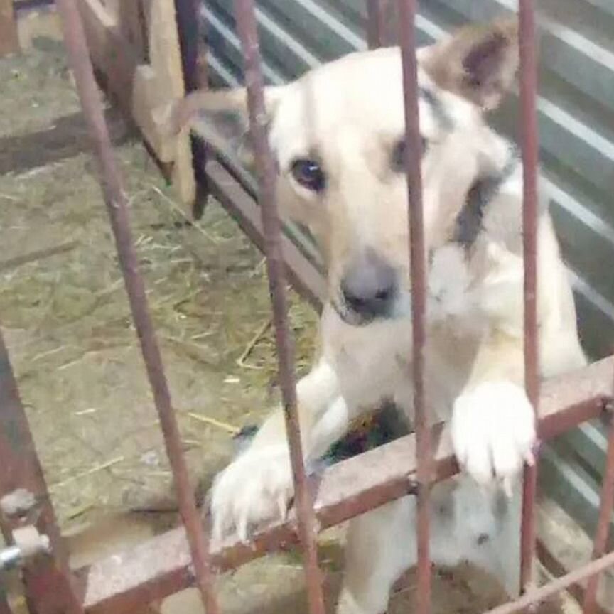 Взрослый пёс в добрые руки