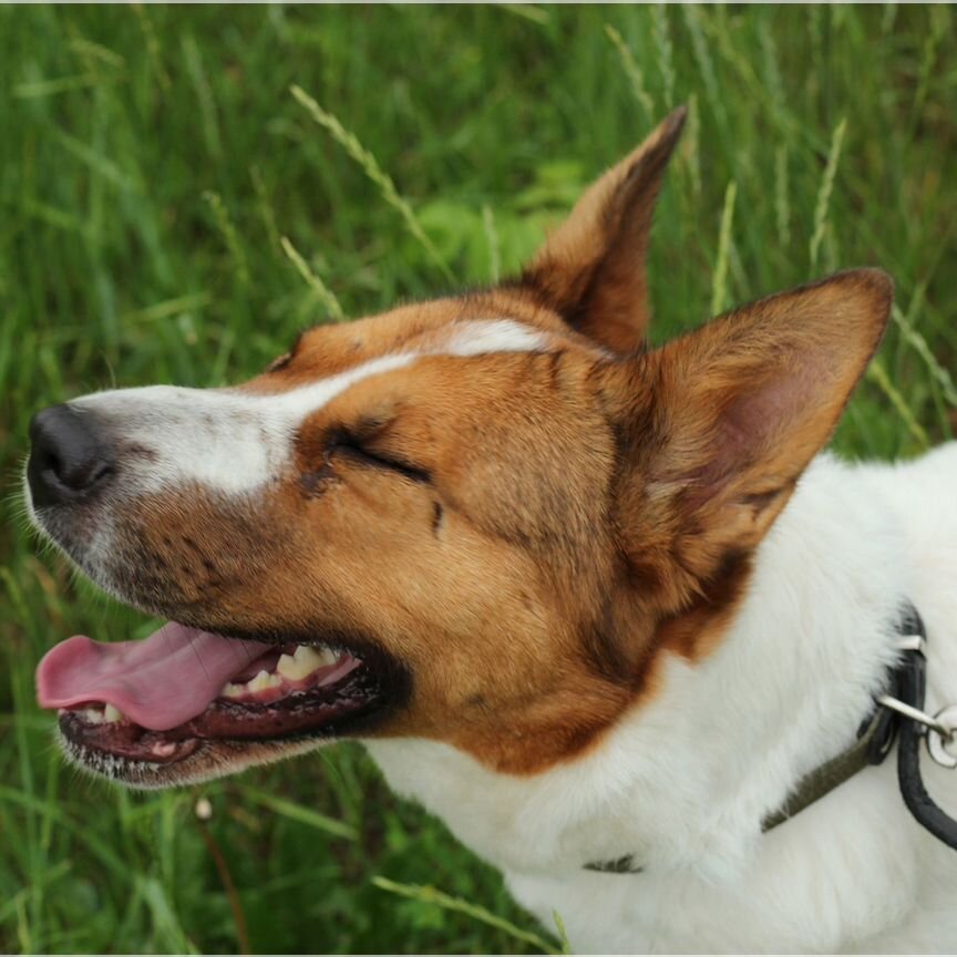 Умная собачка хочет учиться вместе с вами