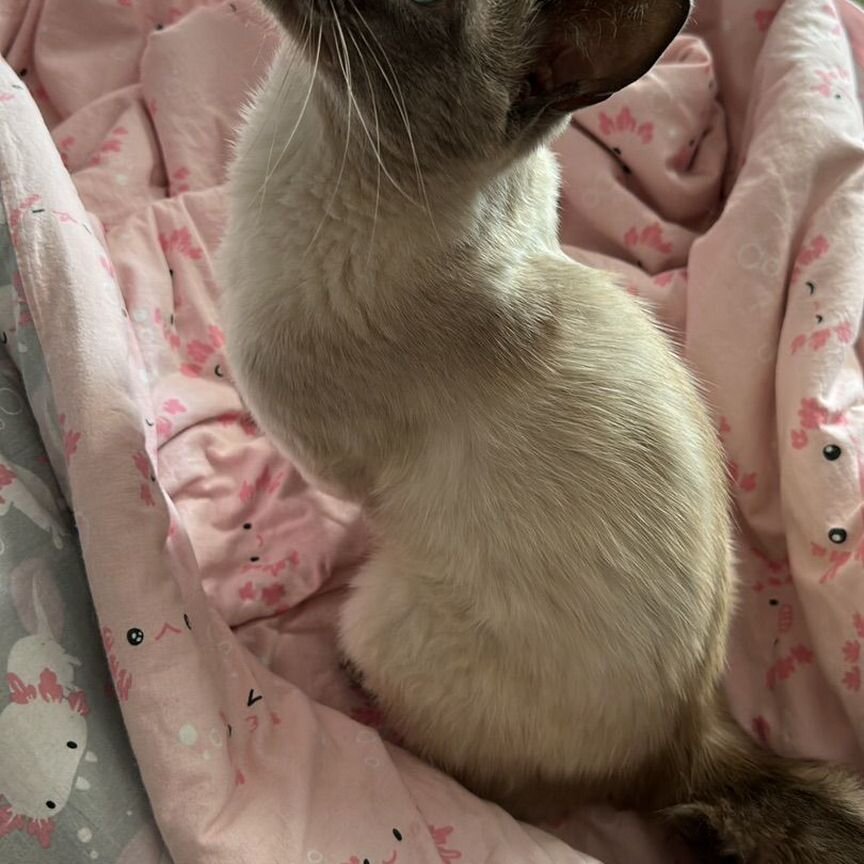Тайский кот