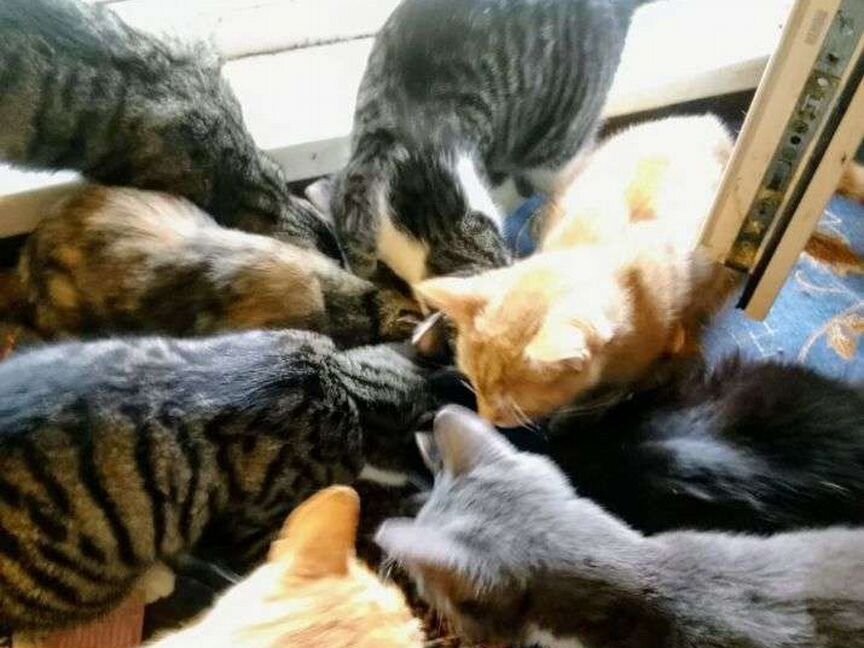 Котята- кошки-голодают помощь корм