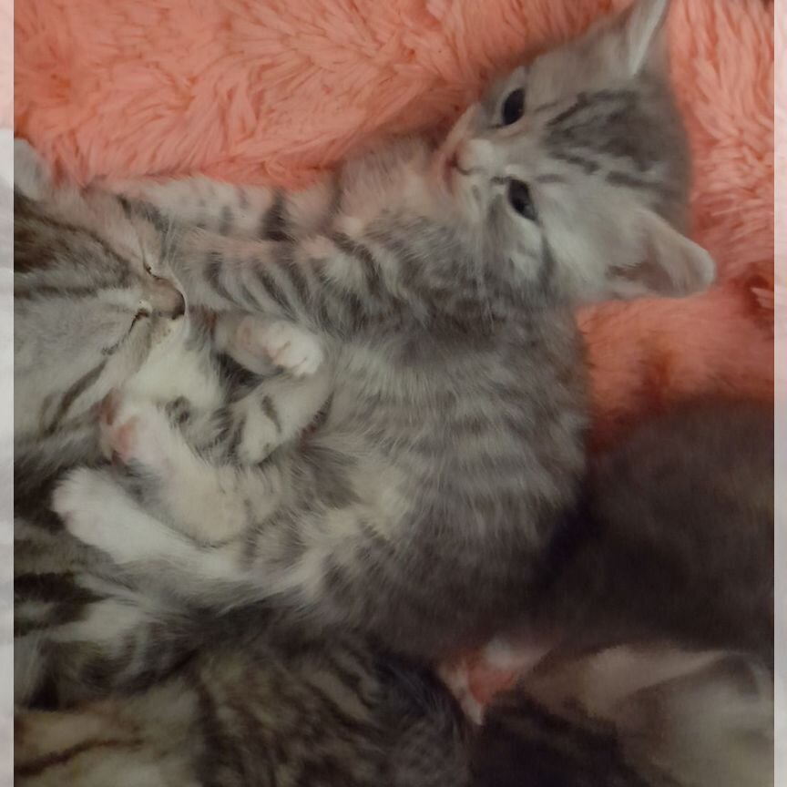 Отдаём котят Шотландские вислоухая