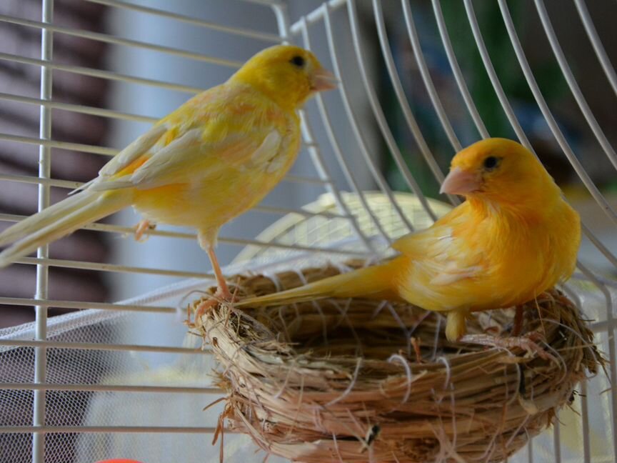Кенара и канарейки