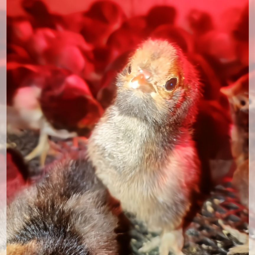 Цыплята Павловское Золото и Амераукана