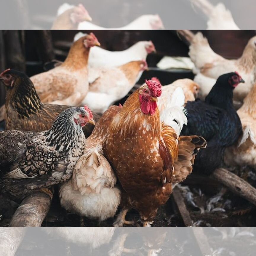 Куры домашние