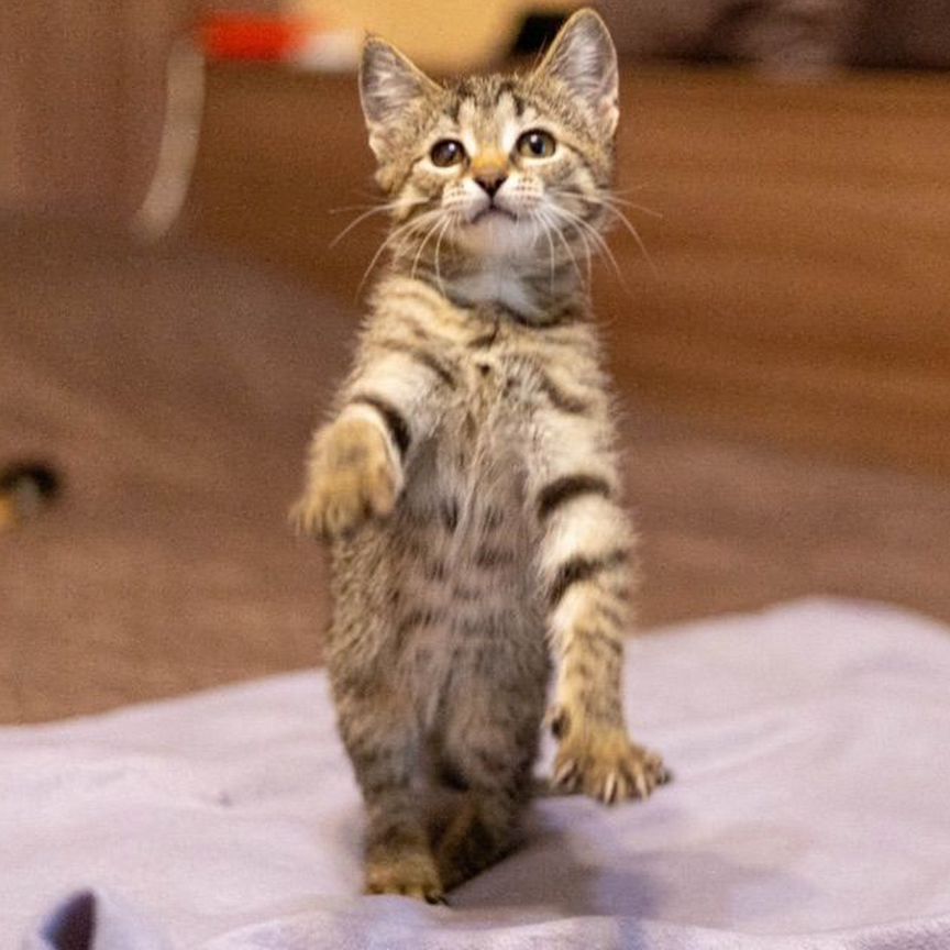 Котёнок в добрые руки