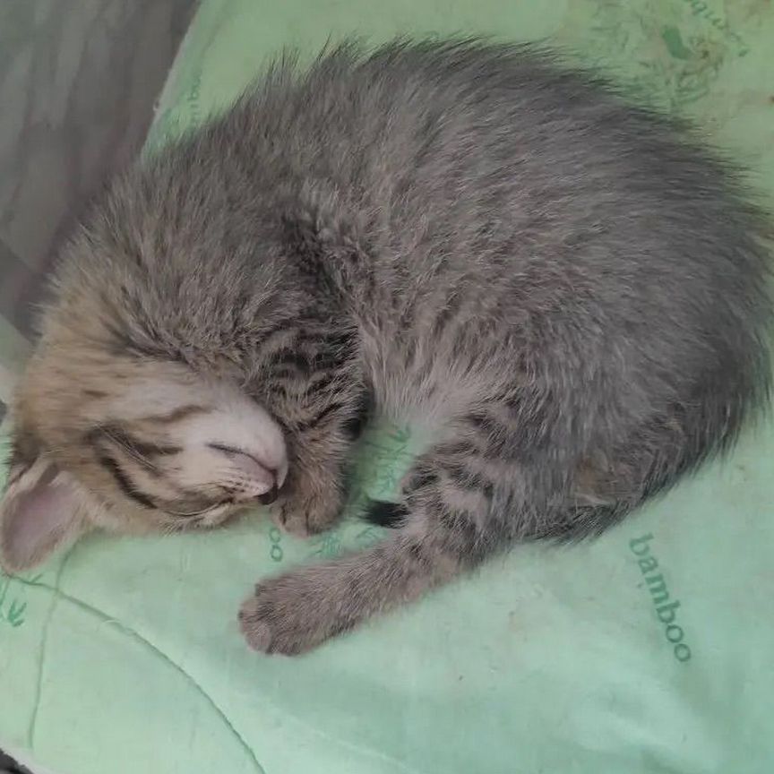 Котёнок от частного владельца