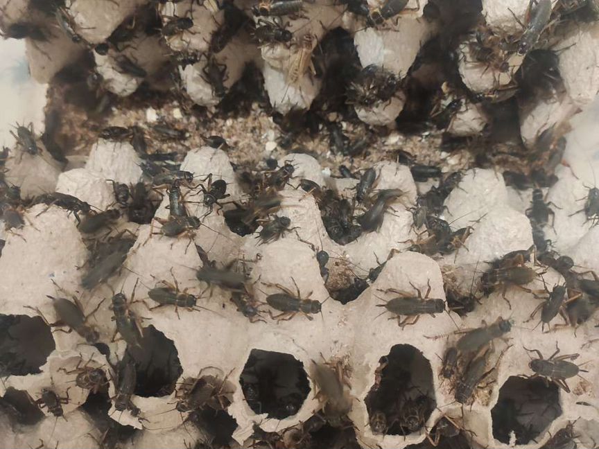 Сверчок двупятнистый заморозка. Разный размер