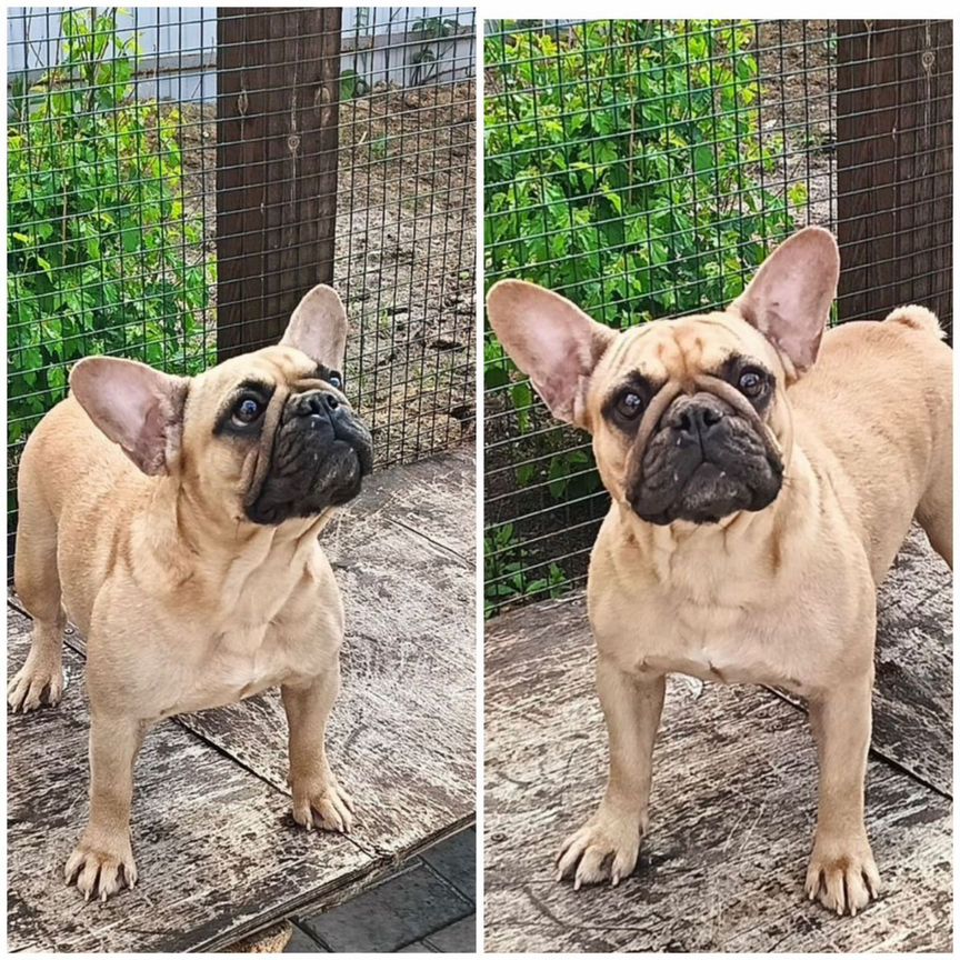 Французский бульдог