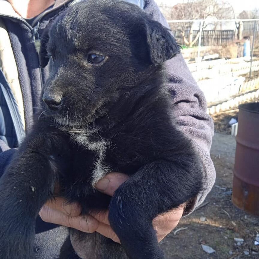 Щенки дворняжки бесплатно