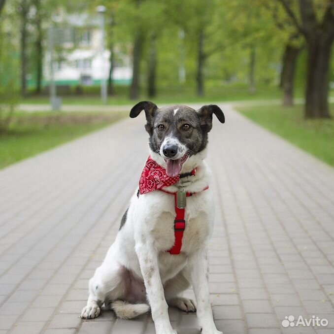 Робкая собака в добрые руки