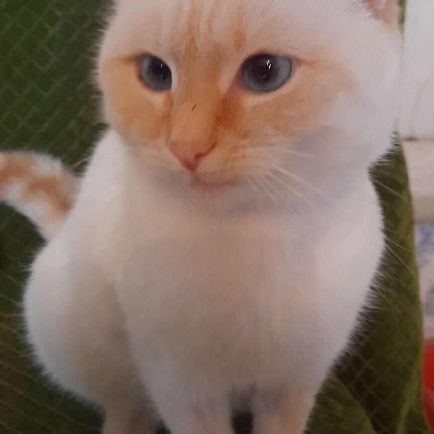 Мэджик ищет дом