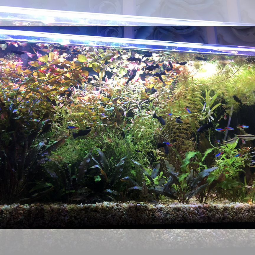 Акваримные растения (прополка)