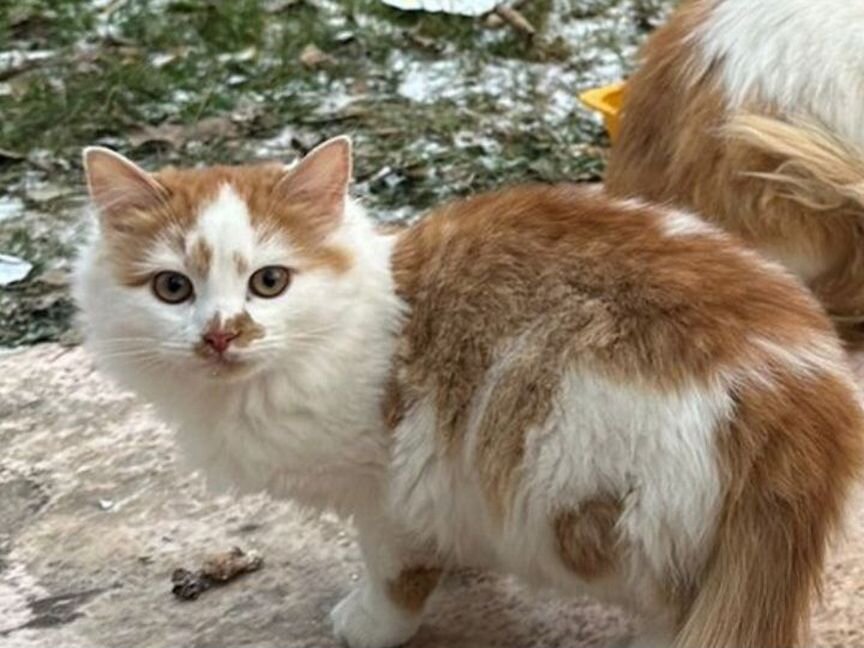 Котенок в добрые руки