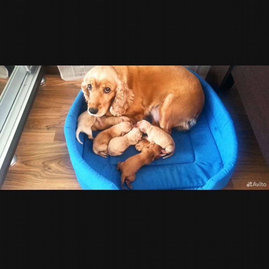 Щенки английского кокер спаниеля