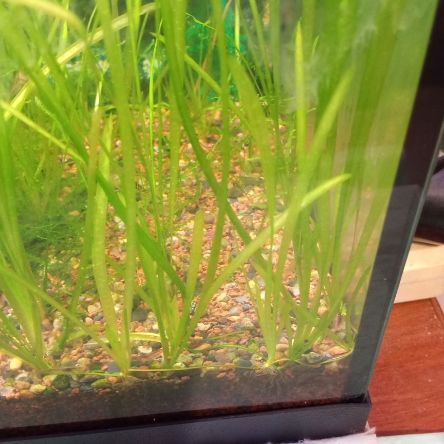 Аквариумные растения