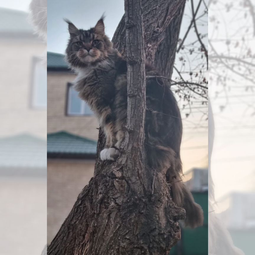 Мейн-кун, взрослый кот