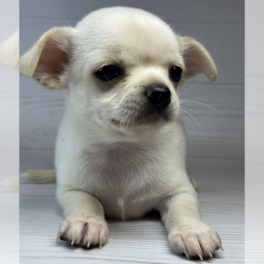 Чихуахуа, щенок