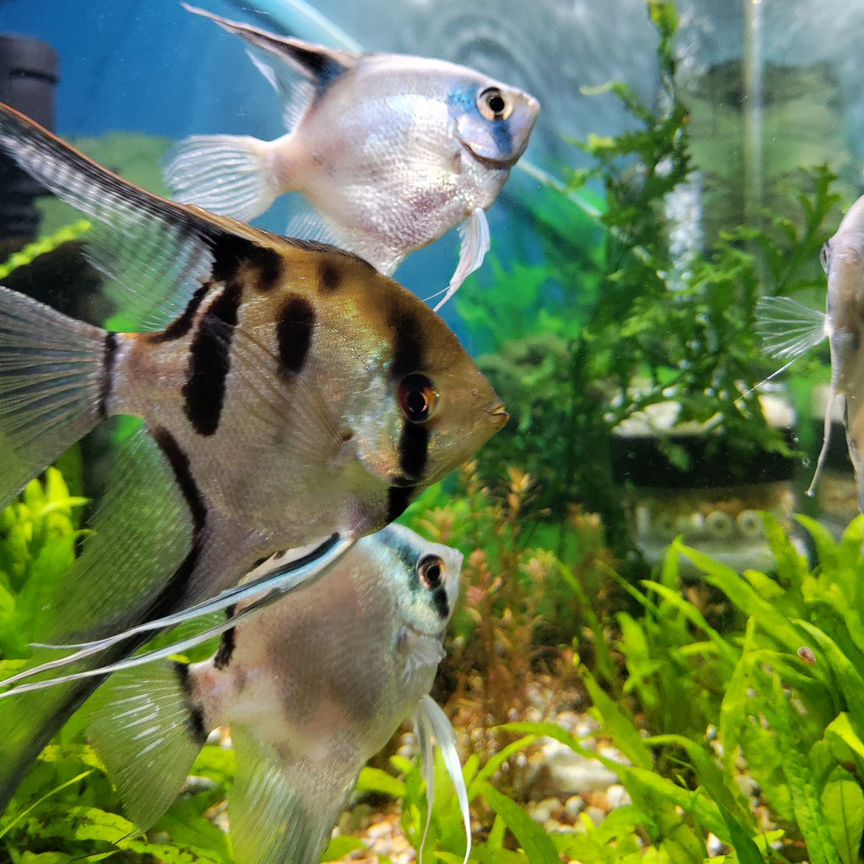 Скалярии, аквариумные растения