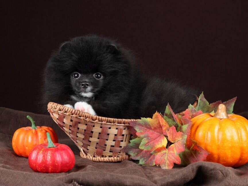 Красивые щенки померанского шпица