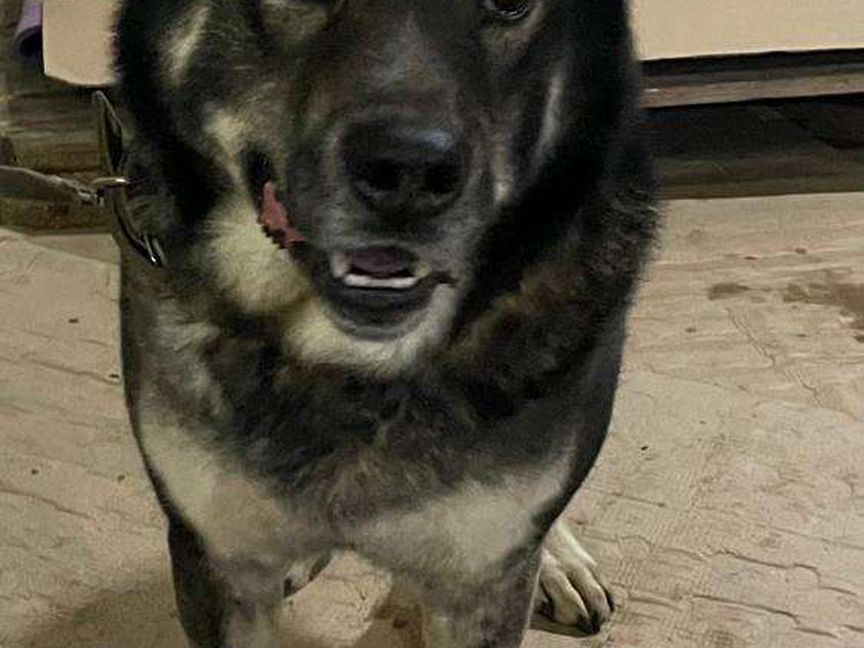 Восточноевропейская овчарка