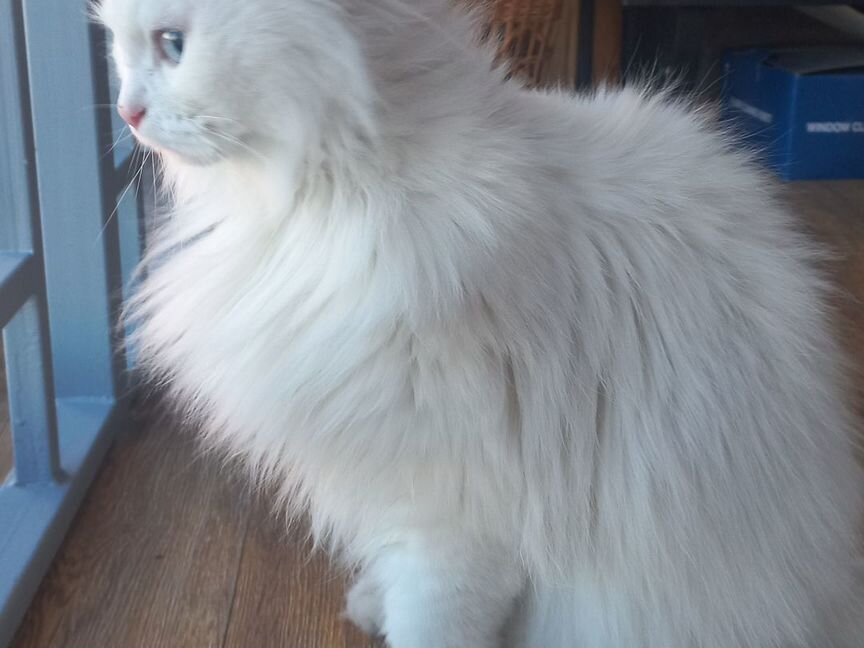 Потеряшка кот кошка