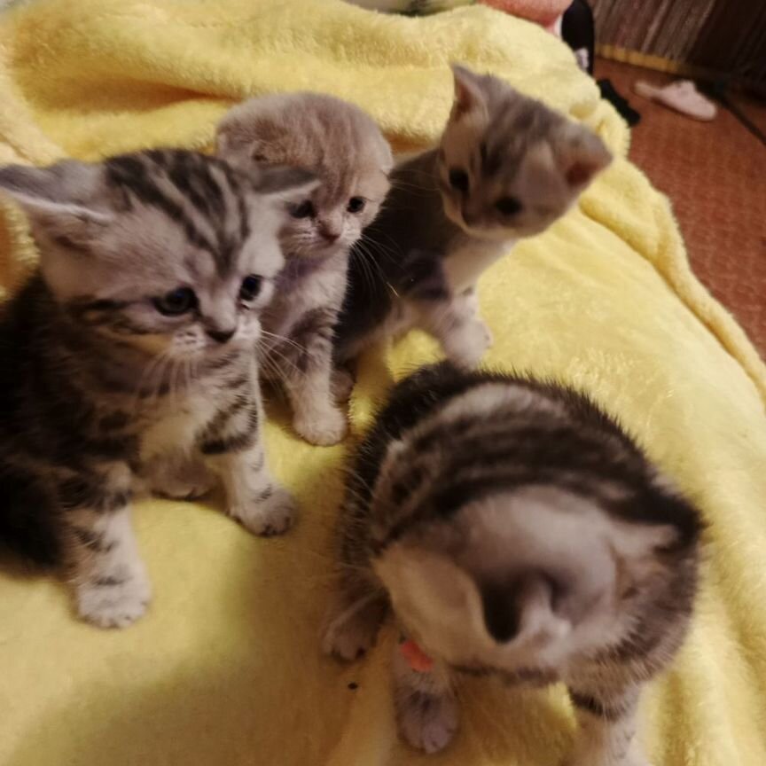Шотландские котятки