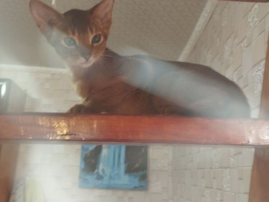 Кошка абиссинская