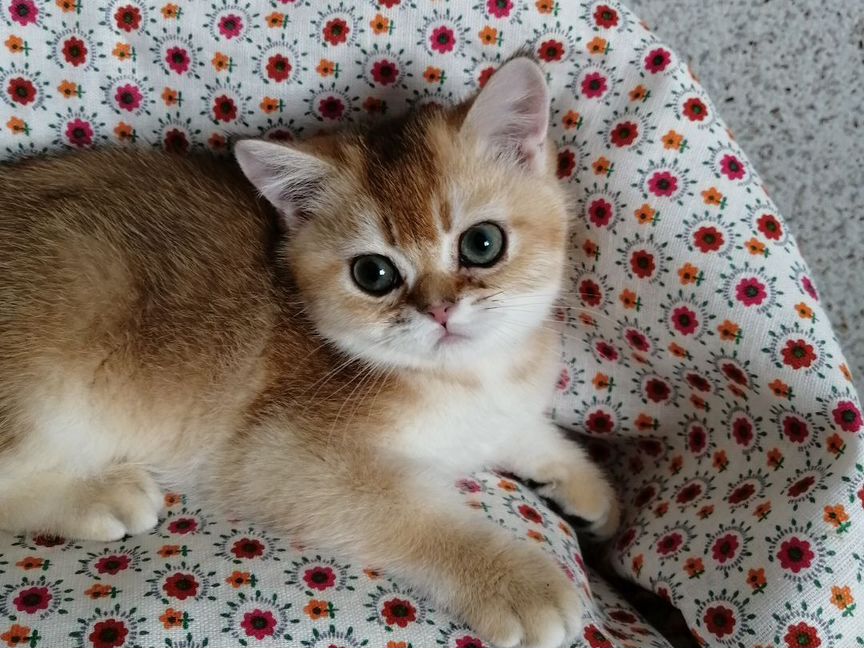 Кошечка Золотая шиншилла. Доставка