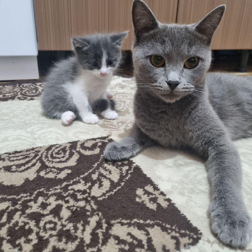 Неизвестно