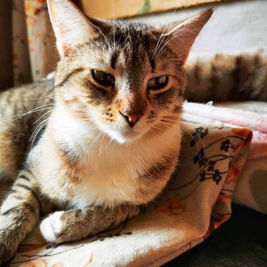 В добрые руки кошечка