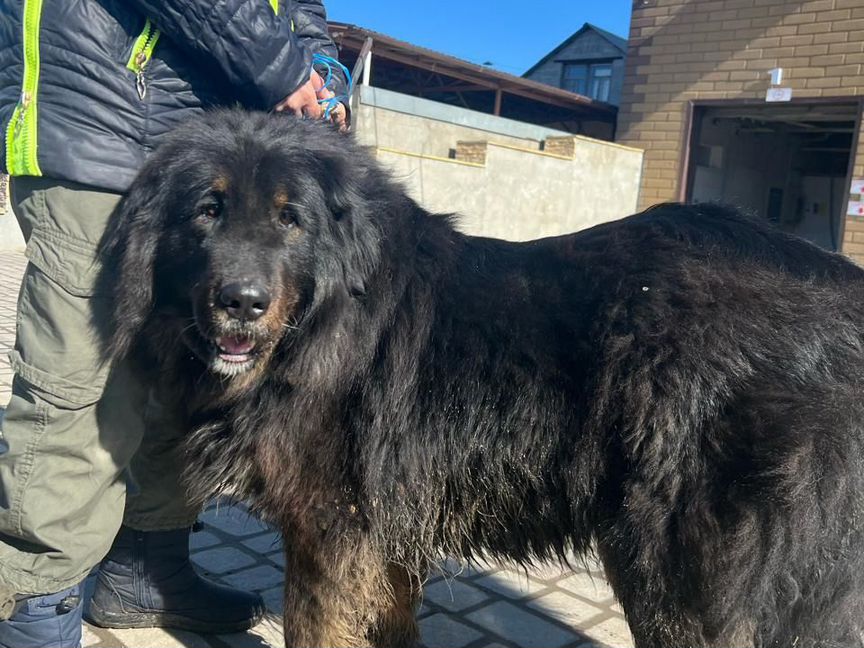 Тибетский мастиф